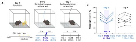 Scientists Can Control Brain Circuits Behavior And Emotion Using Light