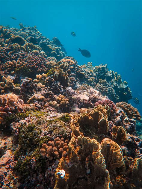 Un Récif Corallien Avec Des Poissons Photo Photo Bleu Gratuite Sur Unsplash