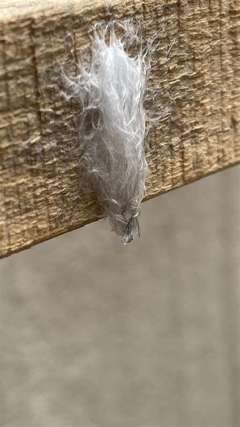 What Strange Bug Nest Is This Rwhatsthisbug