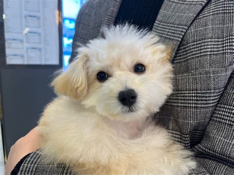 말티푸 누룽이 요크셔테리어무료입양사이트 웰시코기무료입양사이트 이탈리아그레이하운드무료입양사이트 치와와무료입양사이트 코카스파니엘무료입양사이트 폼스키무료입양사이트 폼치무료입양