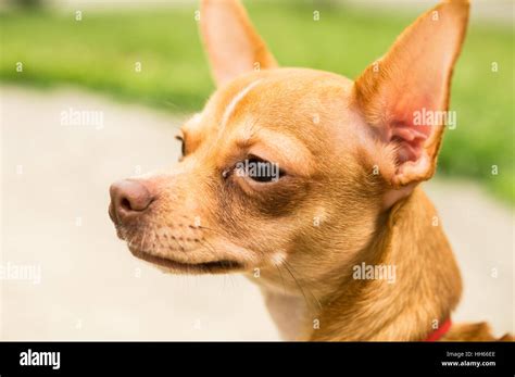 Fawn Colored Deer Head Chihuahua Looking At Someone Or Something Off
