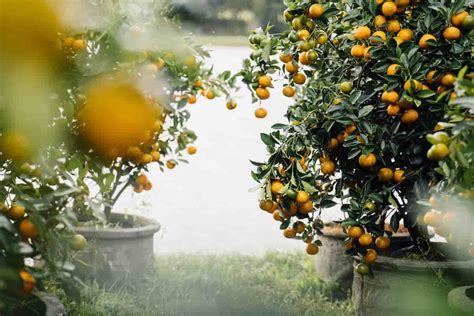 The Dwarf Tangerine Tree Minneopa Orchards