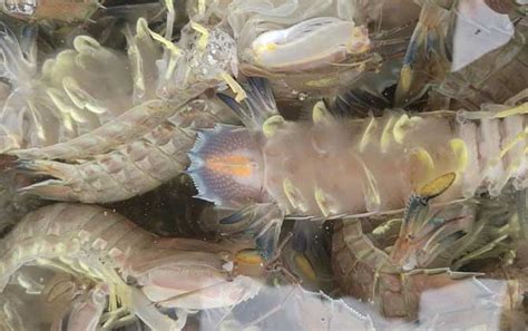 皮皮虾学名叫什么？ 酷钓鱼