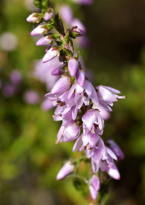Calluna Vulgaris Scotch Heather Scottish Heather North Carolina
