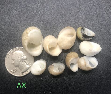 Hawaiian Nerite Shells Various Sizes And Colors Etsy