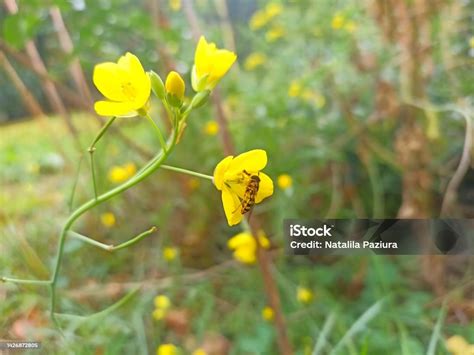 하늘 배경에 유채 현장에서 브라시카 나푸스 농업 자연 배경 노란 꽃 꽃 파리 또는 시르피드 파리라고도하는 호버 파리는 곤충 가족 Syrphidae를 구성합니다 계절에 대한
