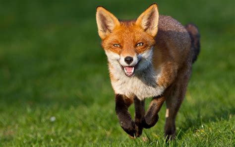 🔥 40 Cartoon Fox Wallpapers Wallpapersafari