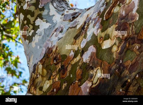 Tree With Bark Camouflage Like Stock Photo Alamy