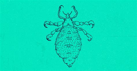 What Do Crabs Look Like Std Informacionpublica Svet Gob Gt