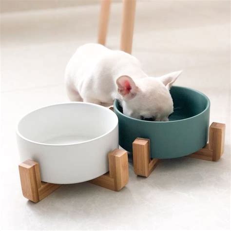 Modern Pet Products For Dogs And Cats Artofit