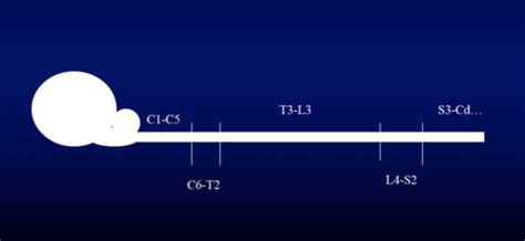 Neurologic Localization Flashcards Quizlet