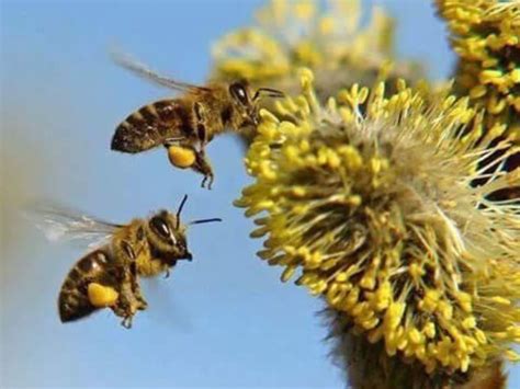 꿀벌과 함께하는 인생 2모작 Band