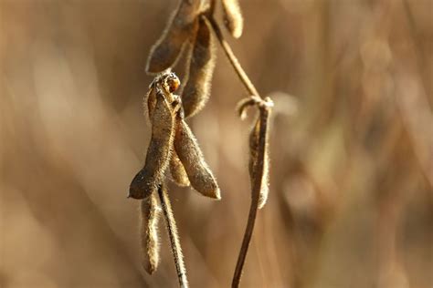 September Usda Crop Report Lowers Us Yield Estimates Agweek 1