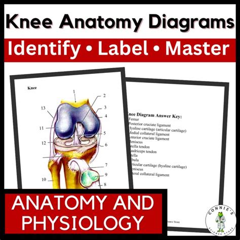 Knee Anatomy Diagrams Muscles Bones Ligaments Labeling Activity