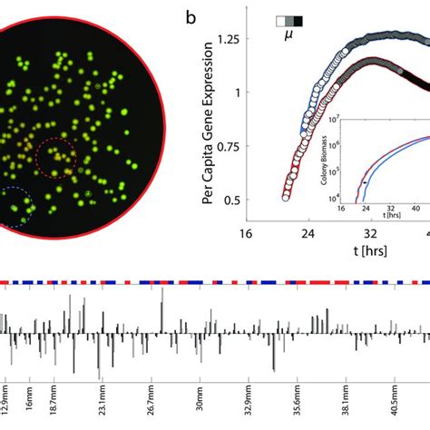 The Spatio Temporal Gene Expression Patterning From The Integration Of
