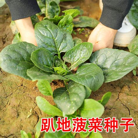 小叶趴地菠菜种子四季波菜种籽大全秋季蔬菜种孑秋后青菜籽种盆栽 虎窝淘
