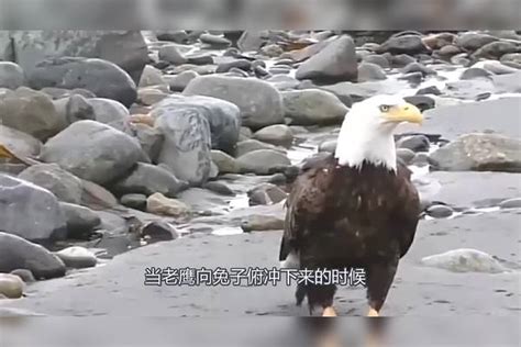 老鹰捕捉野兔，不料遇到的是只“功夫兔”，老鹰：这就尴尬了