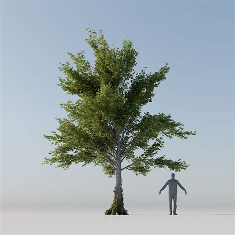 Tree Trees Models BlenderKit