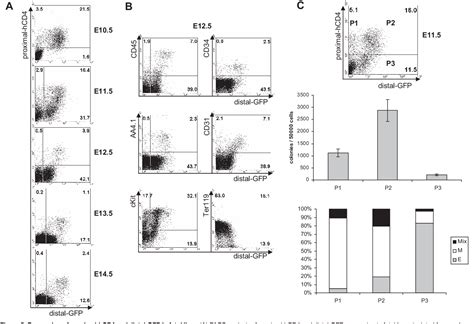 Figure 5 From The Differential Activities Of Runx1 Promoters Define Milestones During Embryonic