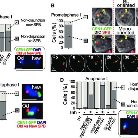 Starr Seq Genomewide Quantitative Enhancer Discovery A Starr Seq