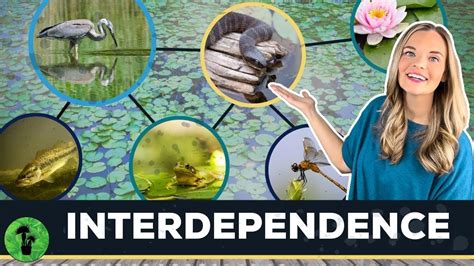 Interactions In An Ecosystem Interdependence Youtube