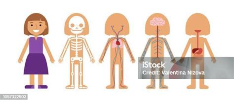 여자 신체 해부학 벡터 일러스트입니다 인간의 골격 순환기 신 경계 및 소화 시스템 1980 1989 년에 대한 스톡 벡터 아트 및 기타 이미지 1980 1989 년 간