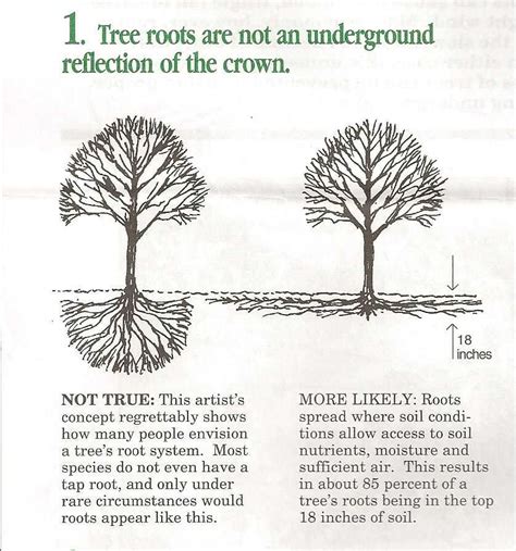Anatomy Of A Tree S Root System