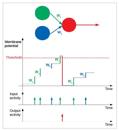 11 Illustration Of The Integrate And Fire Neuron Model Top Network Download Scientific Diagram