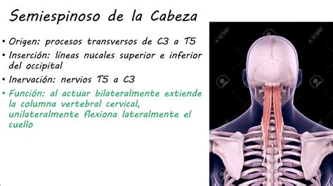Musculos Profundos Del Cuello 2 Youtube
