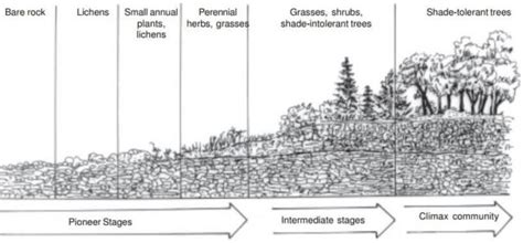 Ecotone Edge Effect Edge Species And Ecological Niche Pmf Ias