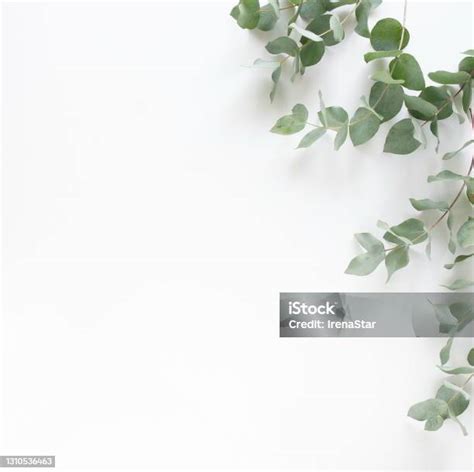 녹색 유칼립투스는 복사 공간이있는 흰색 배경에 격리 된 프레임 상단 보기를 남깁니다 플랫 레이 포스터 0명에 대한 스톡 사진 및 기타 이미지 Istock