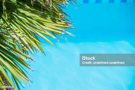 파란색 배경에 열 대 야 자 잎 Viewbig 열 대 잎 햇빛 아래에서 상위 코코넛 나무와 여름 휴가 배경 고 맑은 푸른 물
