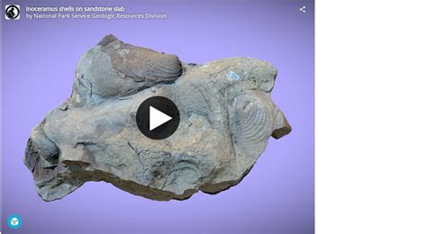 Inoceramus Shells Us National Park Service