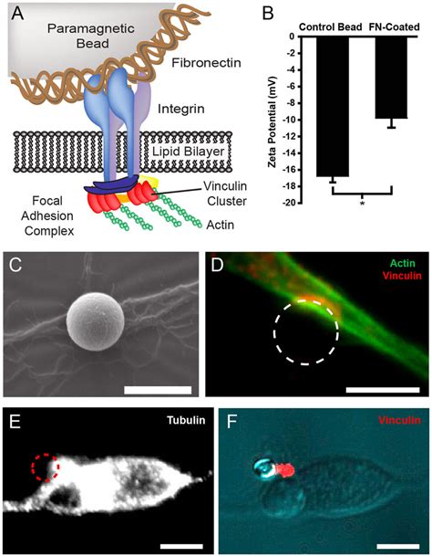 fn coated paramagnetic beads bound specifically to neurons a