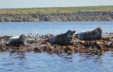 Common Seals Habitat