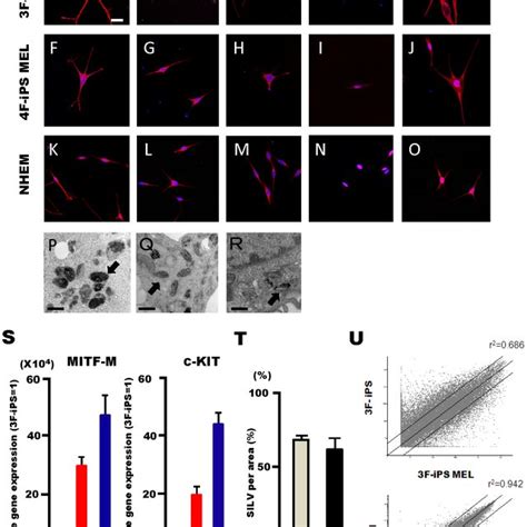 Pdf Generation Of Human Melanocytes From Induced Pluripotent Stem Cells