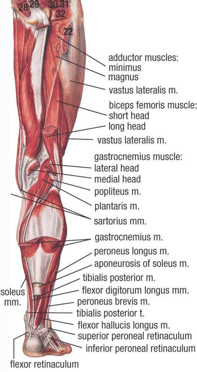 Deep Posterior Lower Leg Muscles