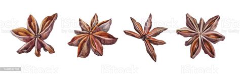 흰색 배경에 격리된 수채화 바디안을 설정합니다 디저트 또는 음료 요리 책 또는 주방 장식을위한 손으로 그린 조미료 아니스 아로마 브라운 크리스마스 음식 벽지 포장을위한