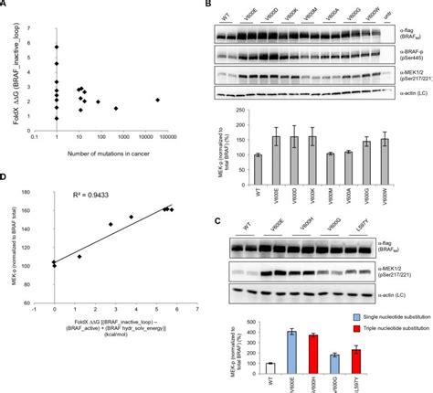 Beta Actin Loading Control Antibody Monoclonal Ba3r