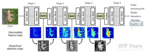 【cv中的attention机制】并联版的cbam Bam模块 知乎