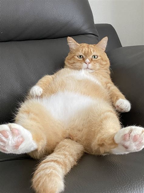 얘 포즈봐 소파 올라오더니 이러고 있네 인스티즈 Instiz 이슈 카테고리