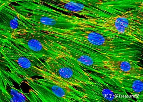 Imagej实用技巧——不规则细胞分割and计数 解放双手篇 斯博利康 细胞生物学液体试剂专家