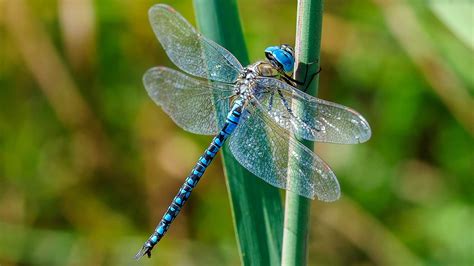 How To Attract Dragonflies Top Tips To Try In Your Backyard Homes