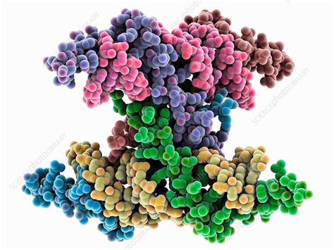 Viral Suppressor Complexed With Sirna Stock Image C035 5784 Science Photo Library