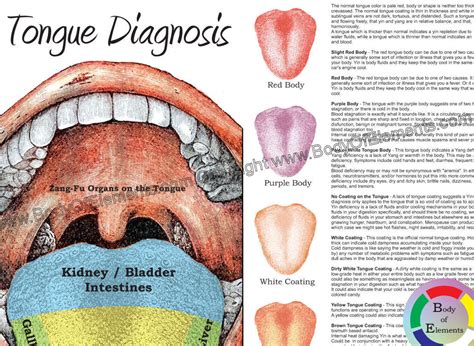 Acupuncture Tongue Map