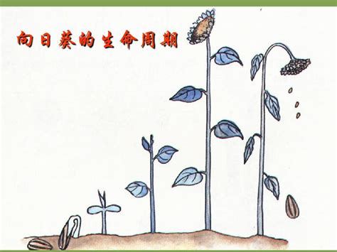 11 植物生命周期word文档在线阅读与下载无忧文档