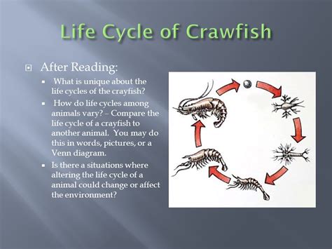 Life Cycle Of A Crayfish Diagram Wiring Diagram Pictures