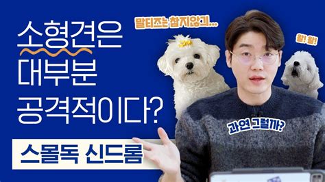 소형견 대체 왜 참지 못할까요 l 스몰독 신드롬 l 설채현 행동학 수의사 YouTube
