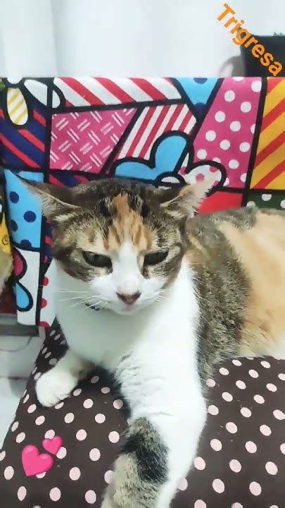 Minha Gatinha Linda Youtube