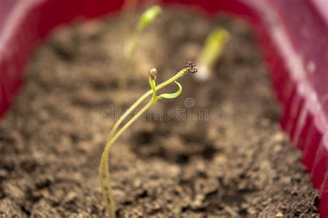 Cherry Tomato Sprout Stock Image Image Of Farm Growth 271404745
